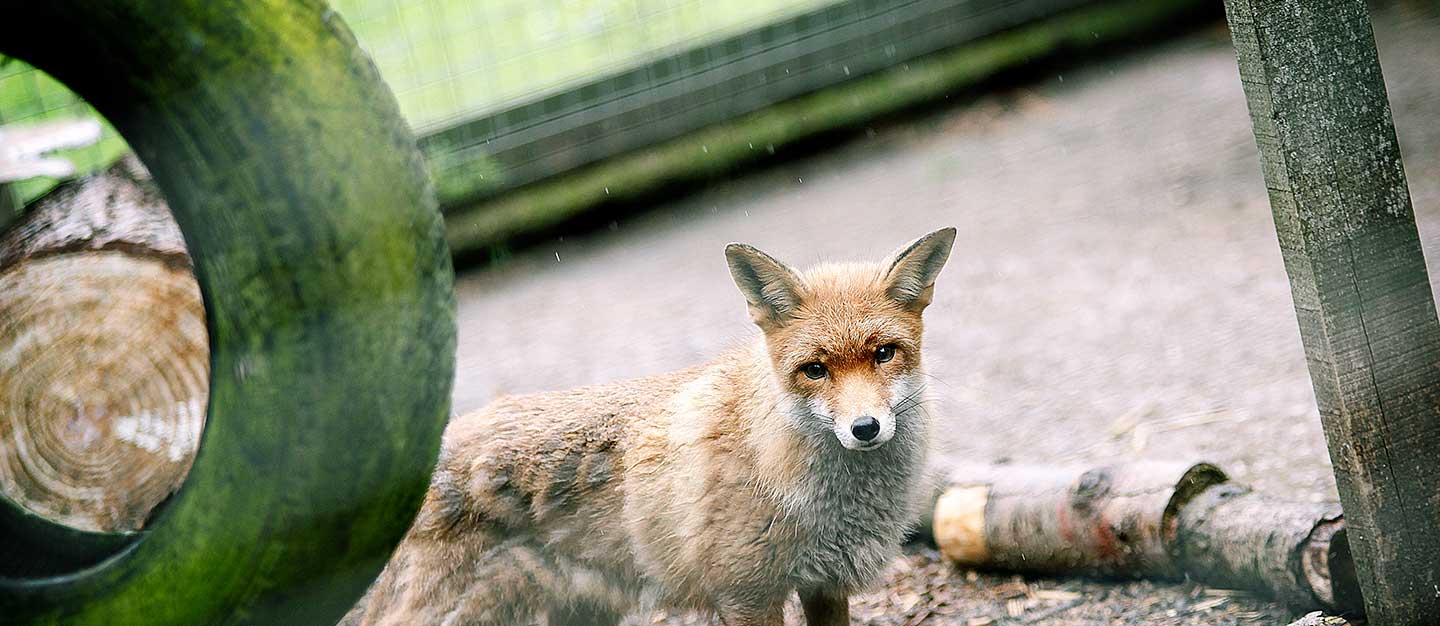 Carnivore Combo Experience at Hoo Zoo