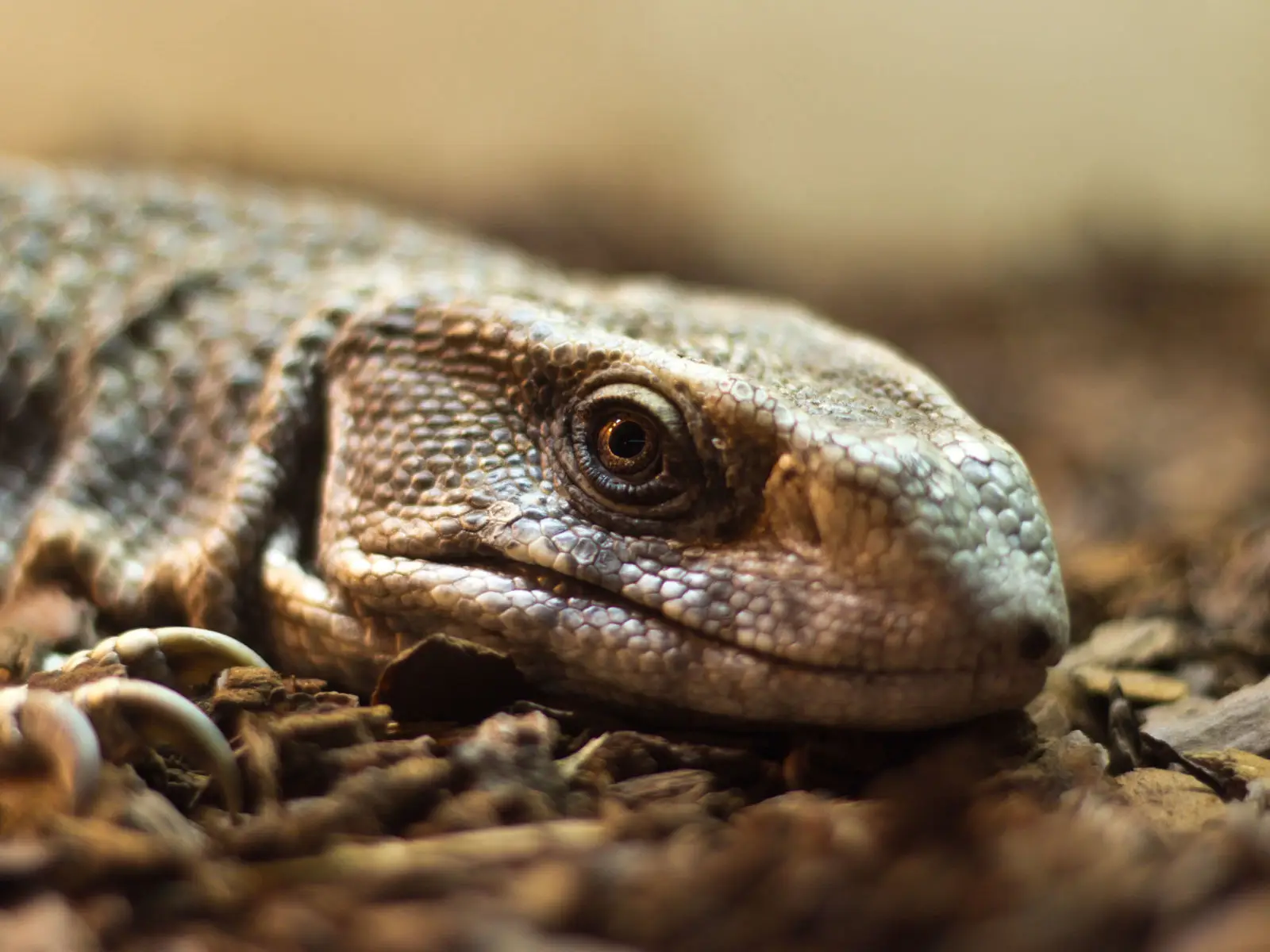 Bosc's Monitor - Hoo Zoo and Dinosaur World