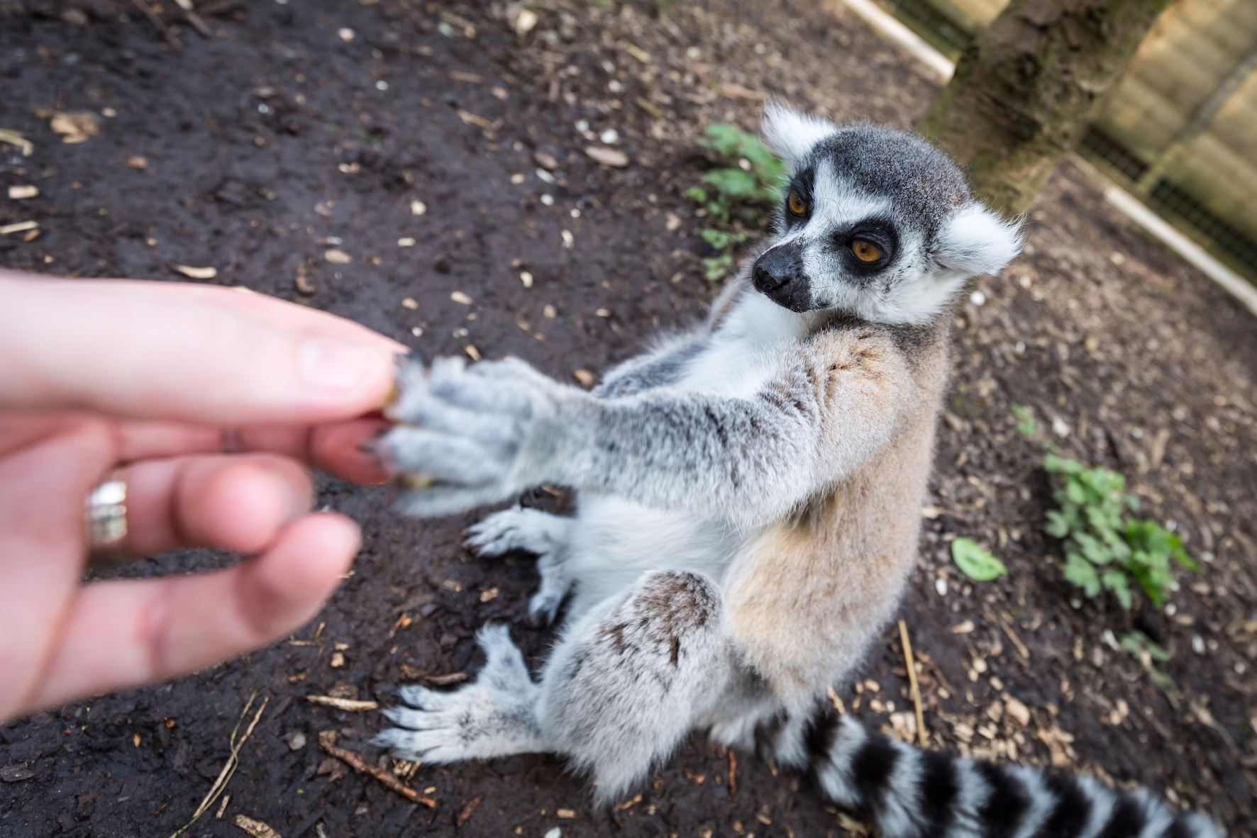 Meerkat and Lemur Experience at Hoo Zoo