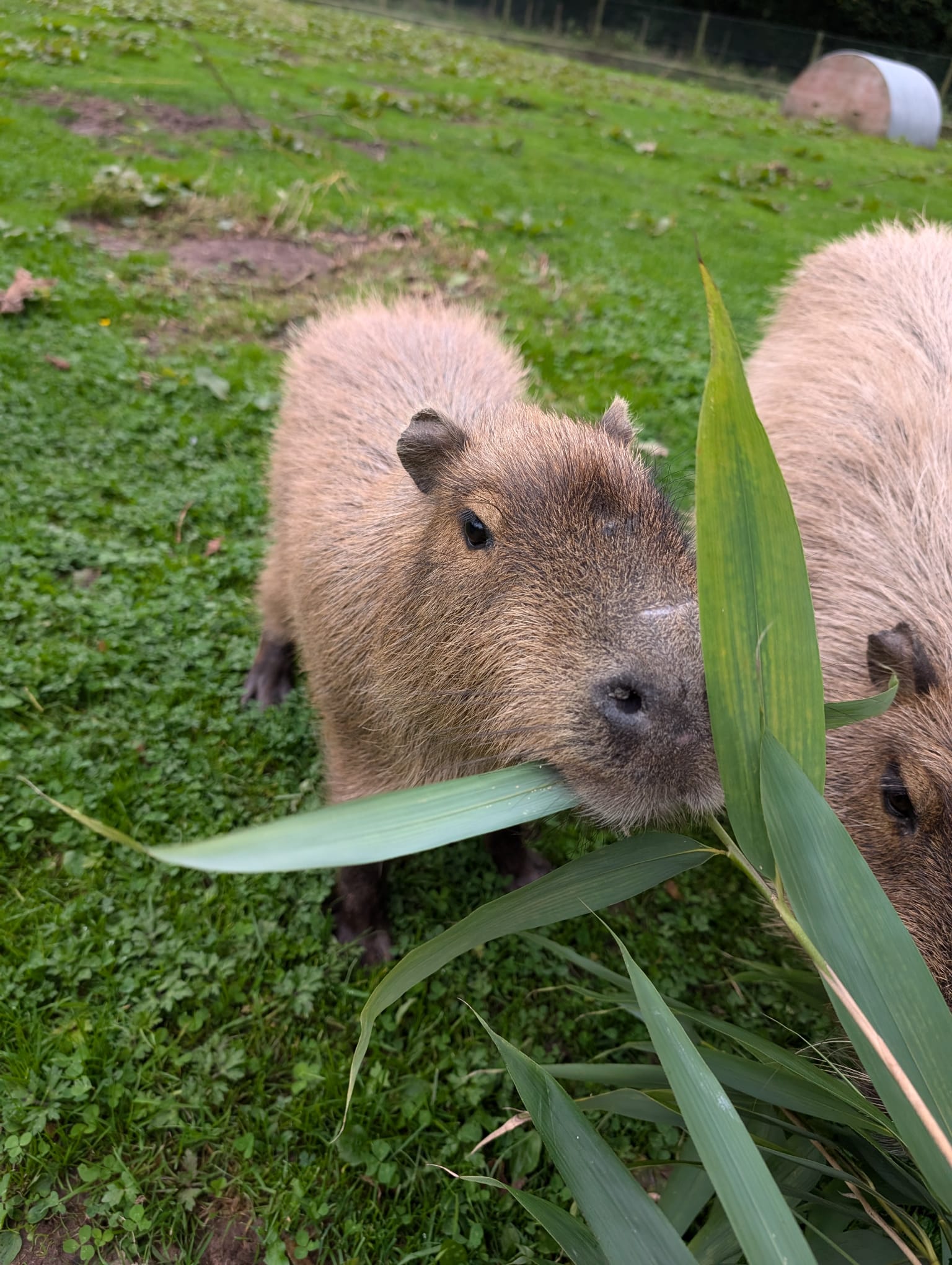 Capybara Experience at Hoo Zoo
